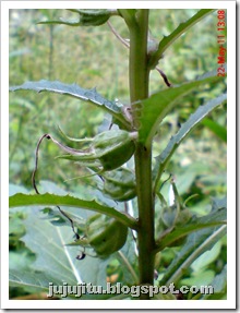 Korejat ( Hippobroma longiflora )